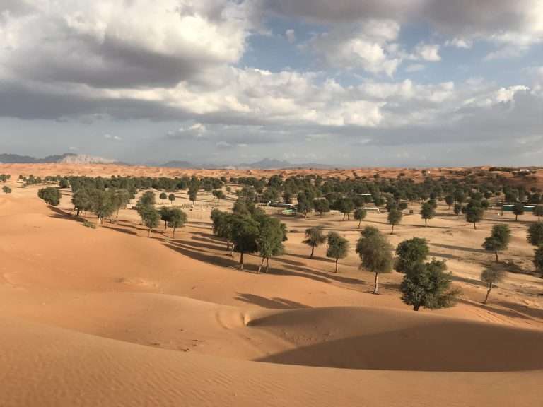 Al Hayer Forest Dubai: Activities, Location, Timings